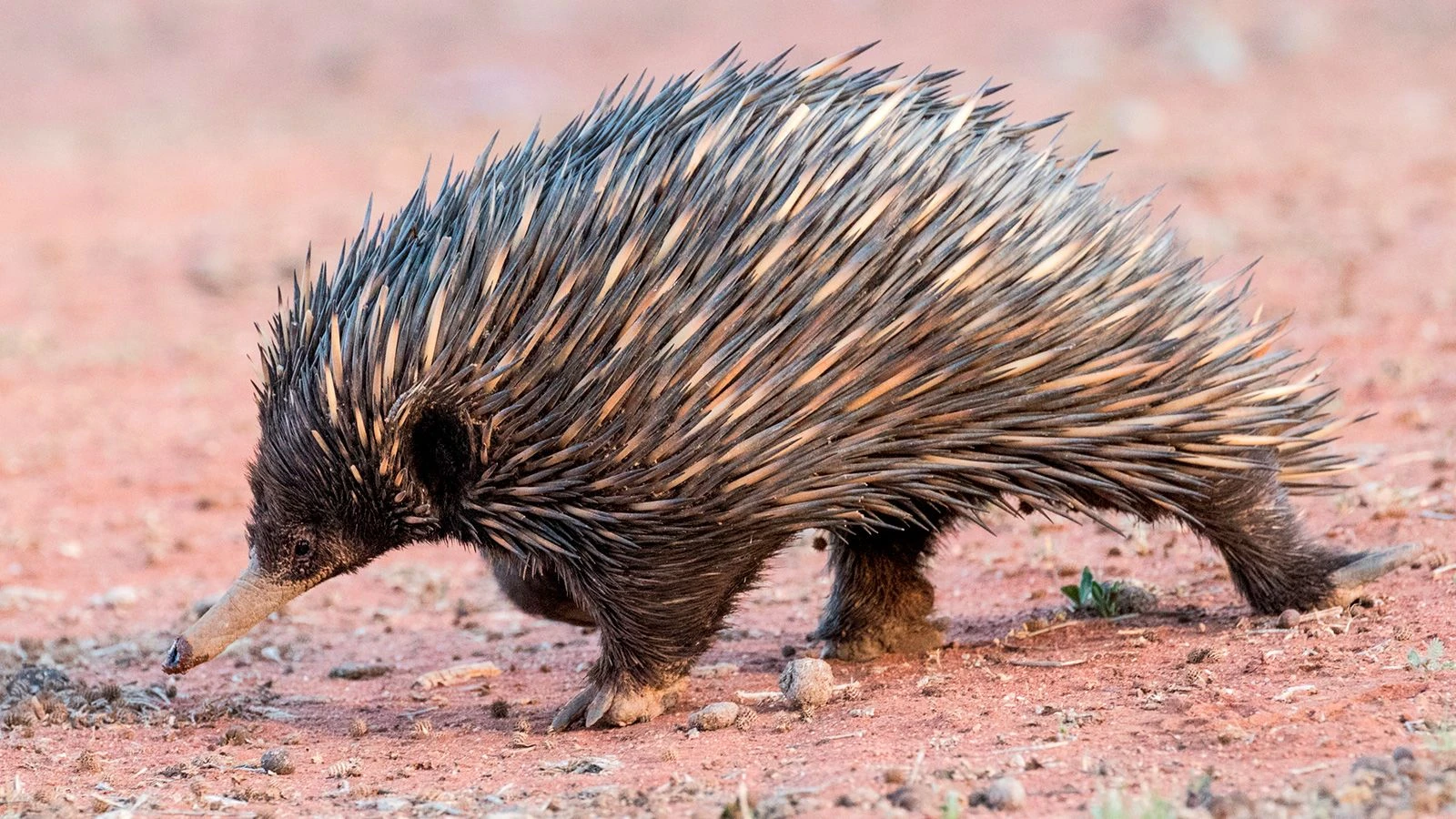 Short-Beaked Echidna | FictionRulezForever Wiki | Fandom