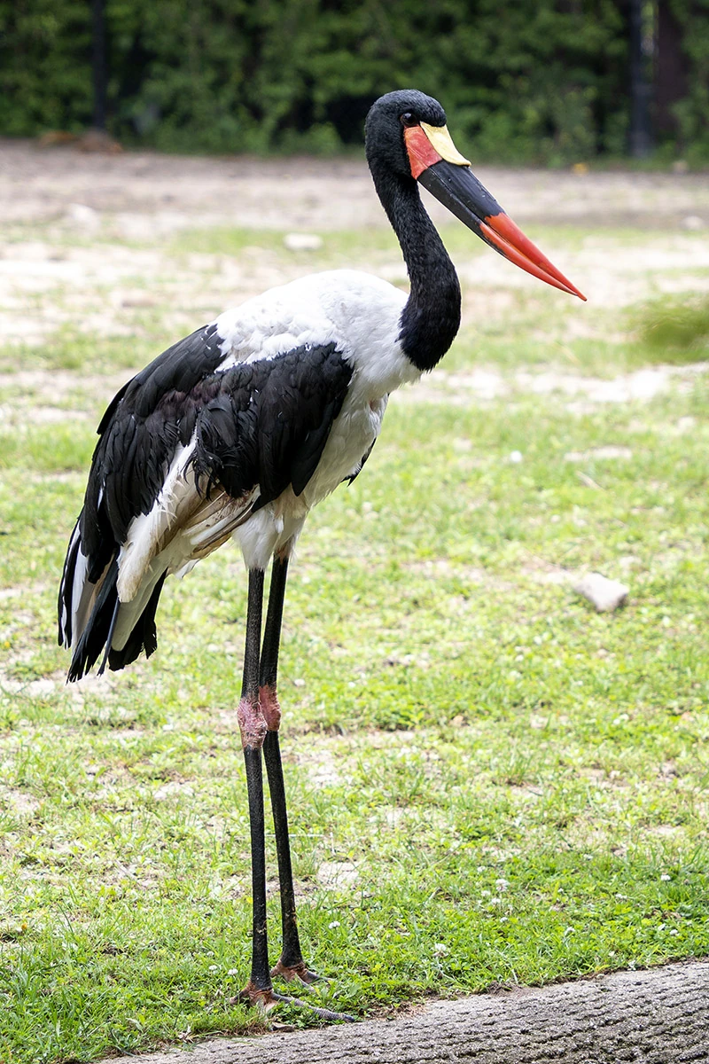 Saddle-Billed Stork | FictionRulezForever Wiki | Fandom