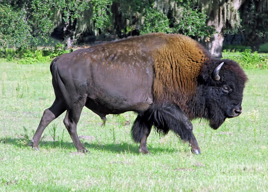 Ungulates, Inc. | FictionRulezForever Wiki | Fandom Ungulates, Inc. | FictionRulezForever Wiki | Fandom