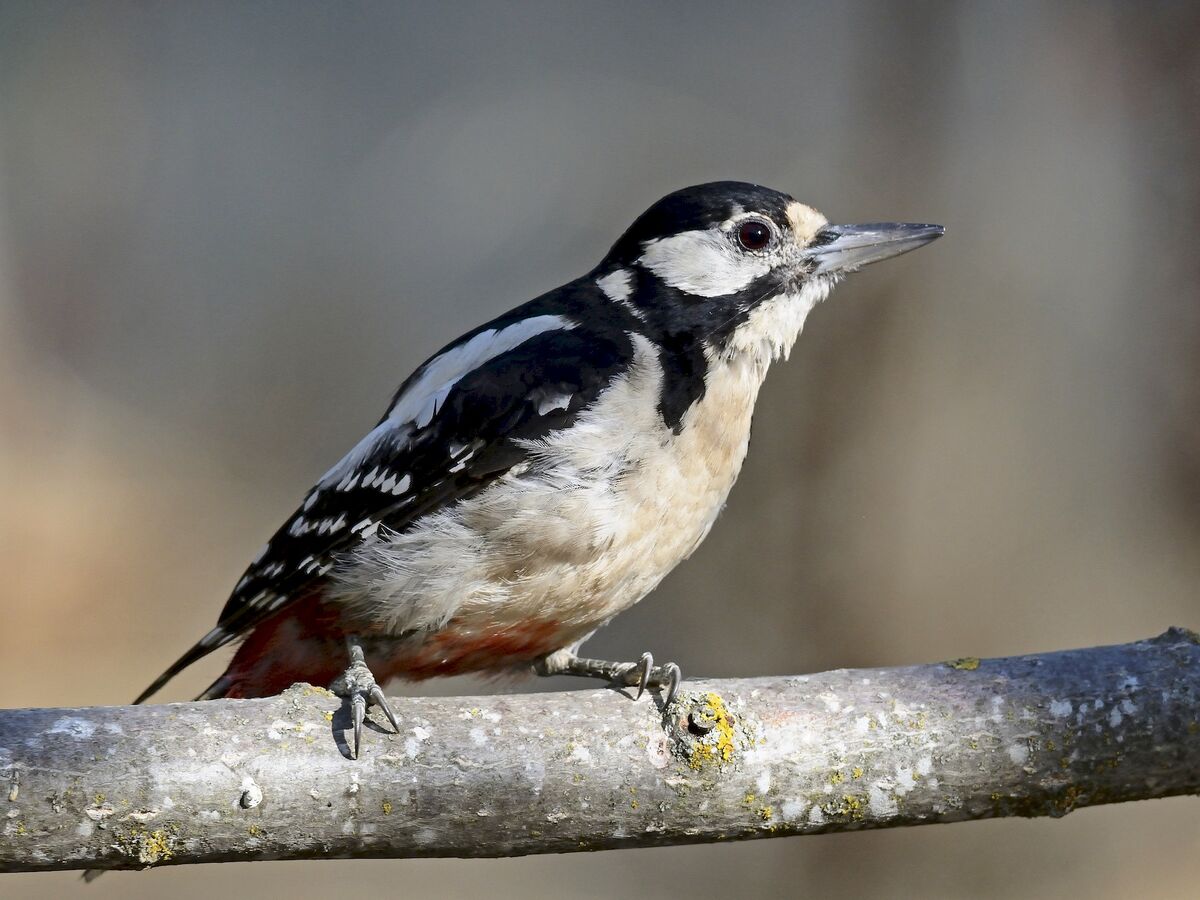 Great Spotted Woodpecker Fictionrulezforever Wiki Fandom