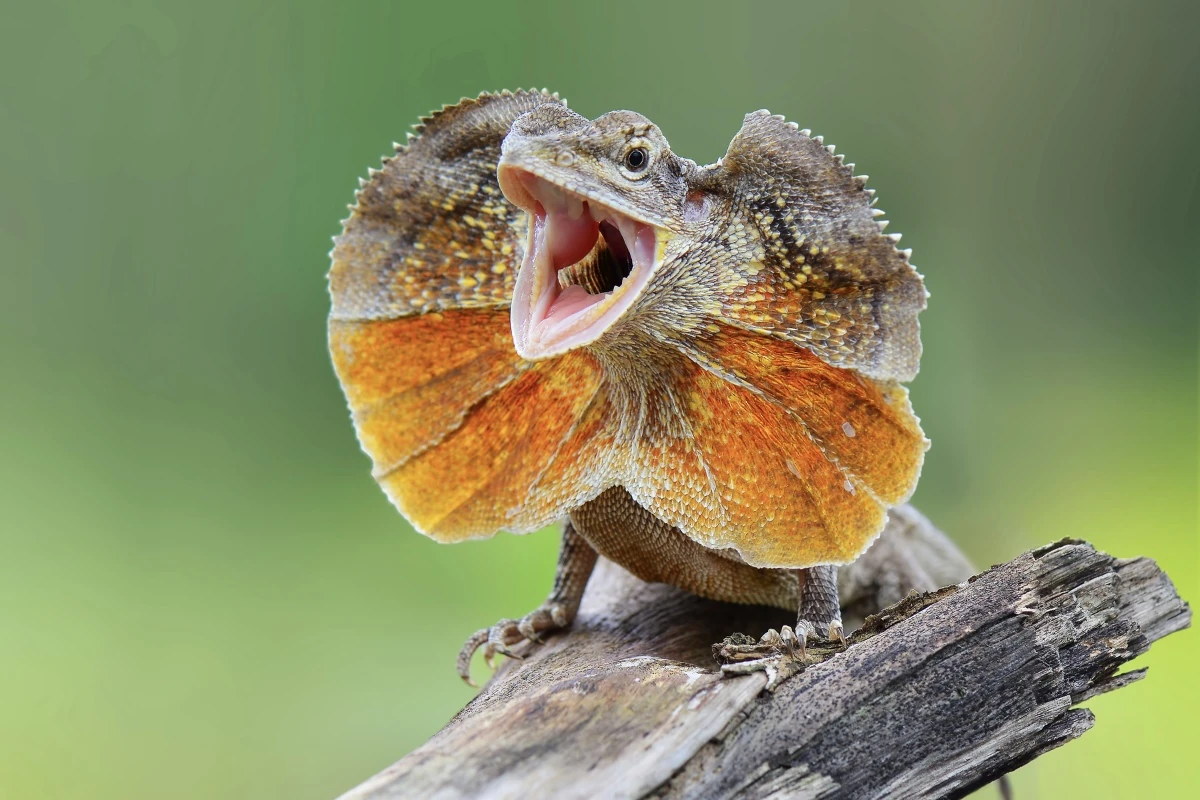 Frilled Lizard | FictionRulezForever Wiki | Fandom
