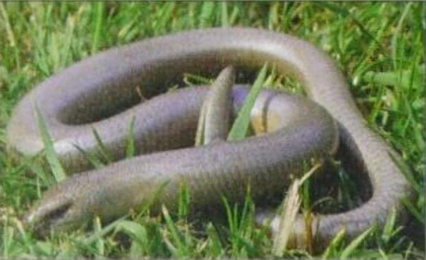 Slow Worm | FictionRulezForever Wiki | Fandom