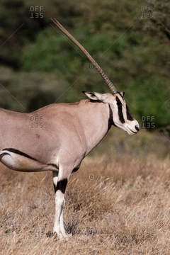 beisa oryx size