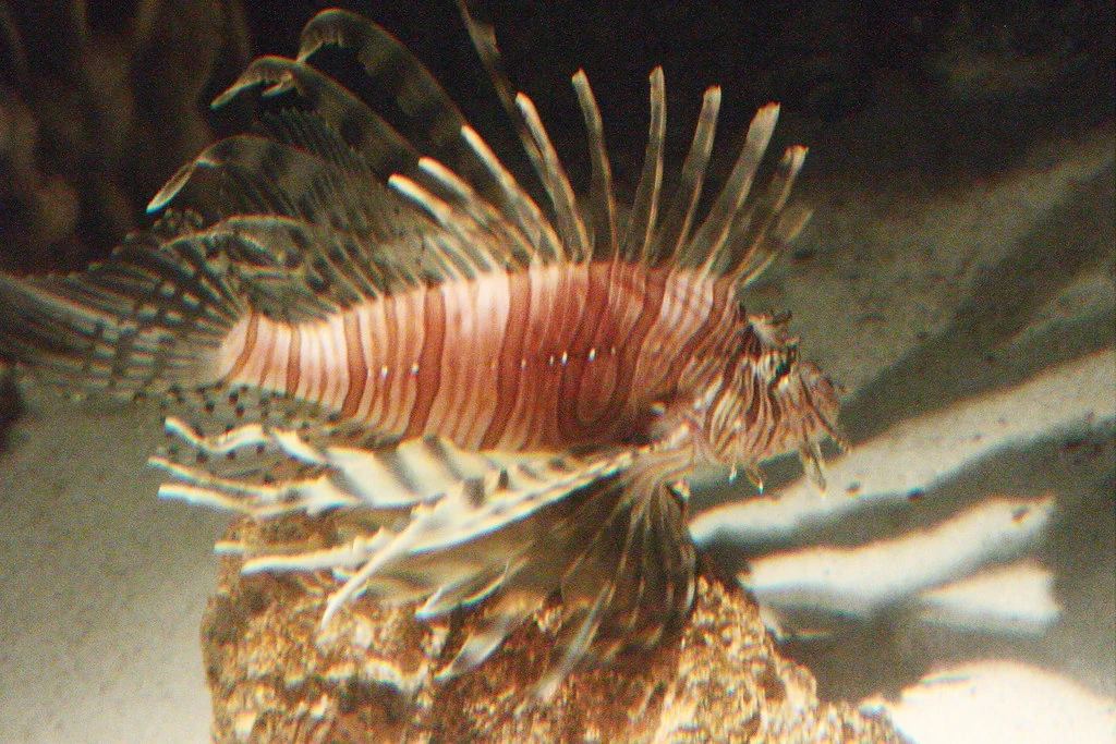 Red Lionfish | FictionRulezForever Wiki | Fandom
