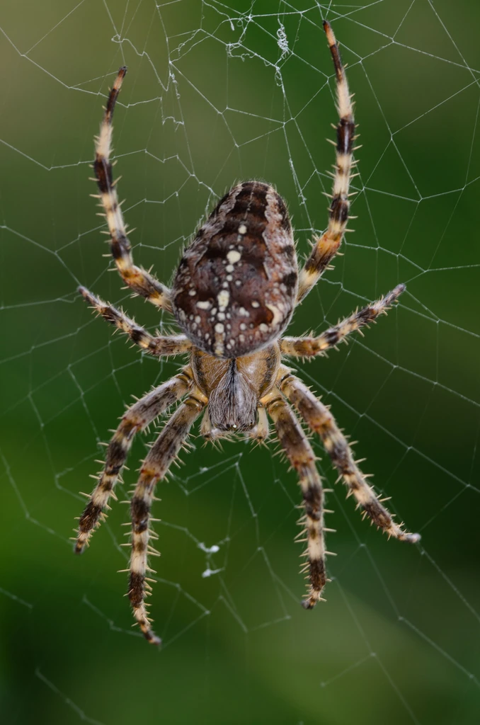 Is The European Garden Spider Poisonous | Fasci Garden