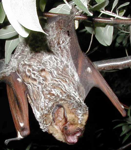 Hoary Bat | FictionRulezForever Wiki | Fandom