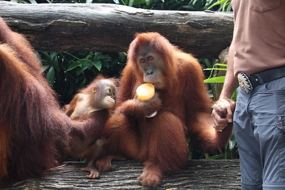 List of Species in Singapore Zoo | FictionRulezForever Wiki | Fandom