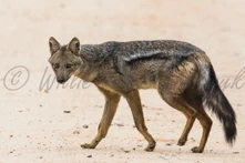 Side-Striped Jackal | FictionRulezForever Wiki | Fandom