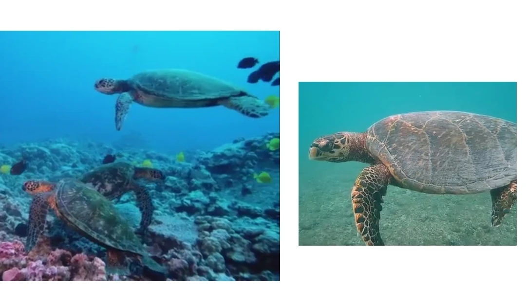 Sea Turtles (Deep Sea 3D) and their Marine Reptile Friends ...