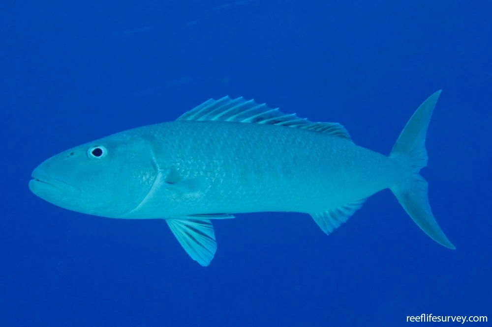 Green Jobfish | FictionRulezForever Wiki | Fandom