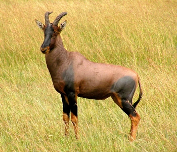 Topi | FictionRulezForever Wiki | Fandom