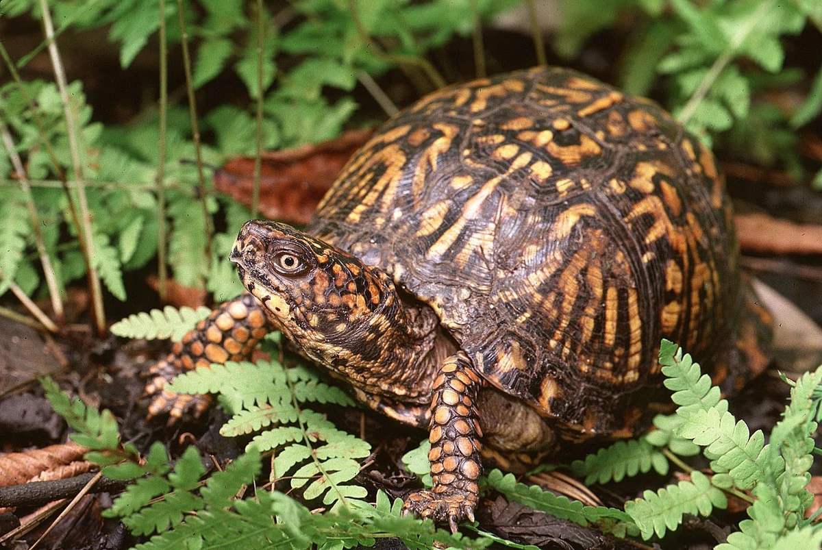 Common Box Turtle | FictionRulezForever Wiki | Fandom
