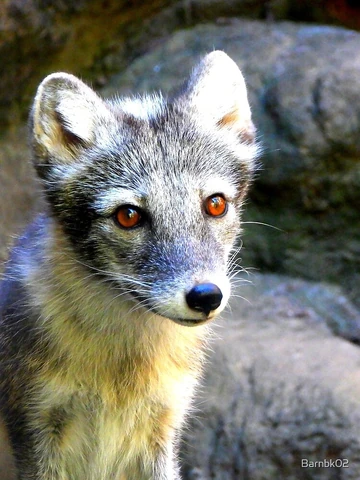 arctic fox summer coat