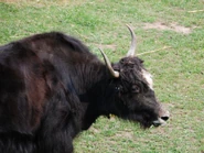 Animal Lore (NatureRules1 Version) | FictionRulezForever Wiki | Fandom