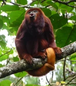 Venezuelan Red Howler | FictionRulezForever Wiki | Fandom
