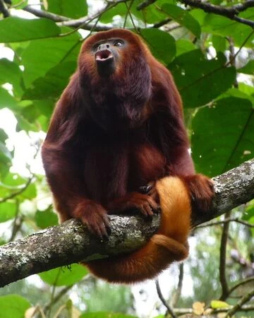 Venezuelan Red Howler | FictionRulezForever Wiki | Fandom