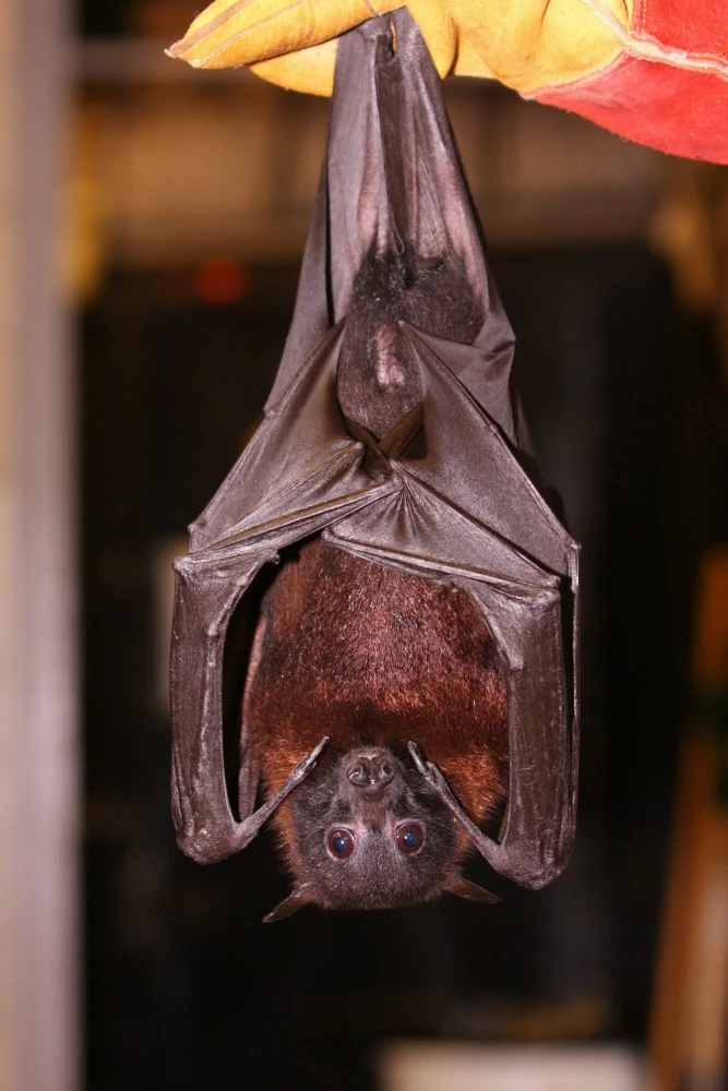 Indian Flying Fox | FictionRulezForever Wiki | Fandom