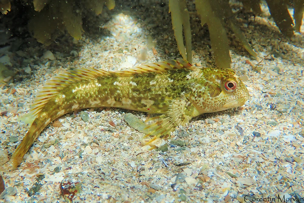 Shanny | FictionRulezForever Wiki | Fandom