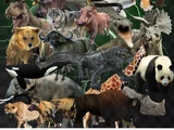 Category:NatureRules1 | FictionRulezForever Wiki | Fandom