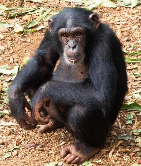 Western Chimpanzee | FictionRulezForever Wiki | Fandom