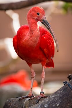 Scarlet Ibis | FictionRulezForever Wiki | Fandom Scarlet Ibis | FictionRulezForever Wiki | Fandom
