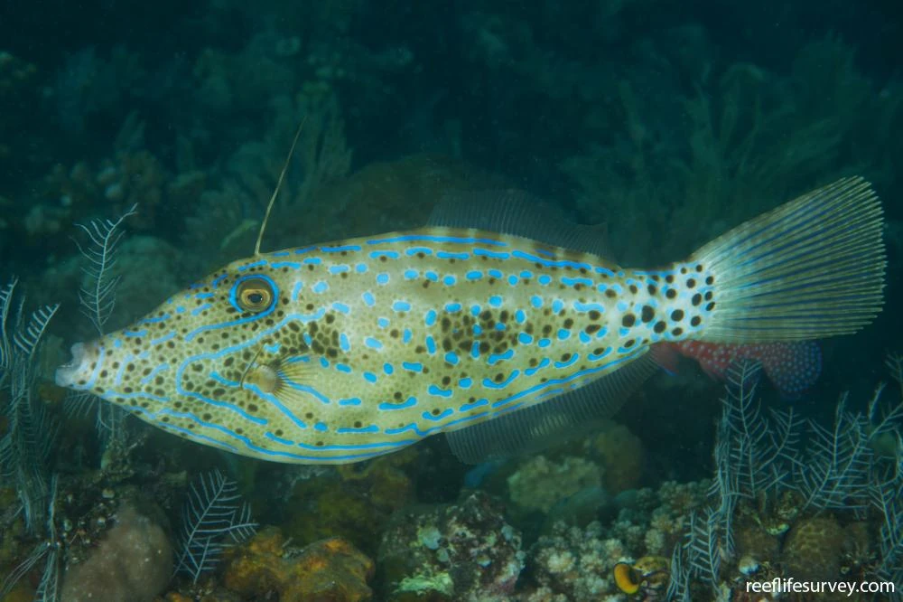 Scrawled Filefish | FictionRulezForever Wiki | Fandom