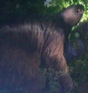 Megatherium | FictionRulezForever Wiki | Fandom