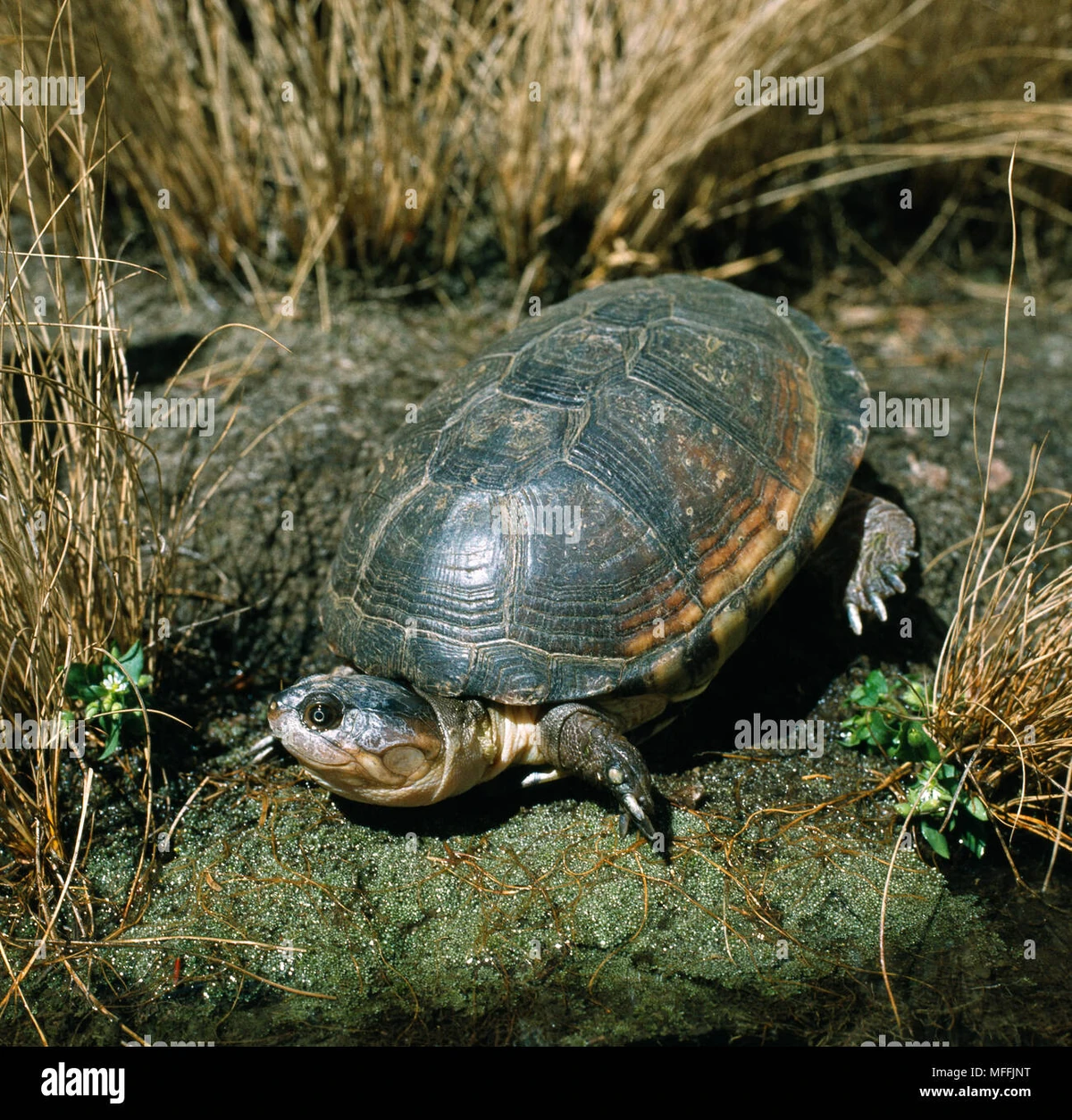 East African Black Mud Turtle | FictionRulezForever Wiki | Fandom