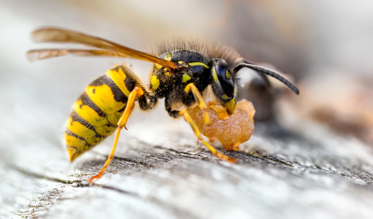 Common Wasp | FictionRulezForever Wiki | Fandom