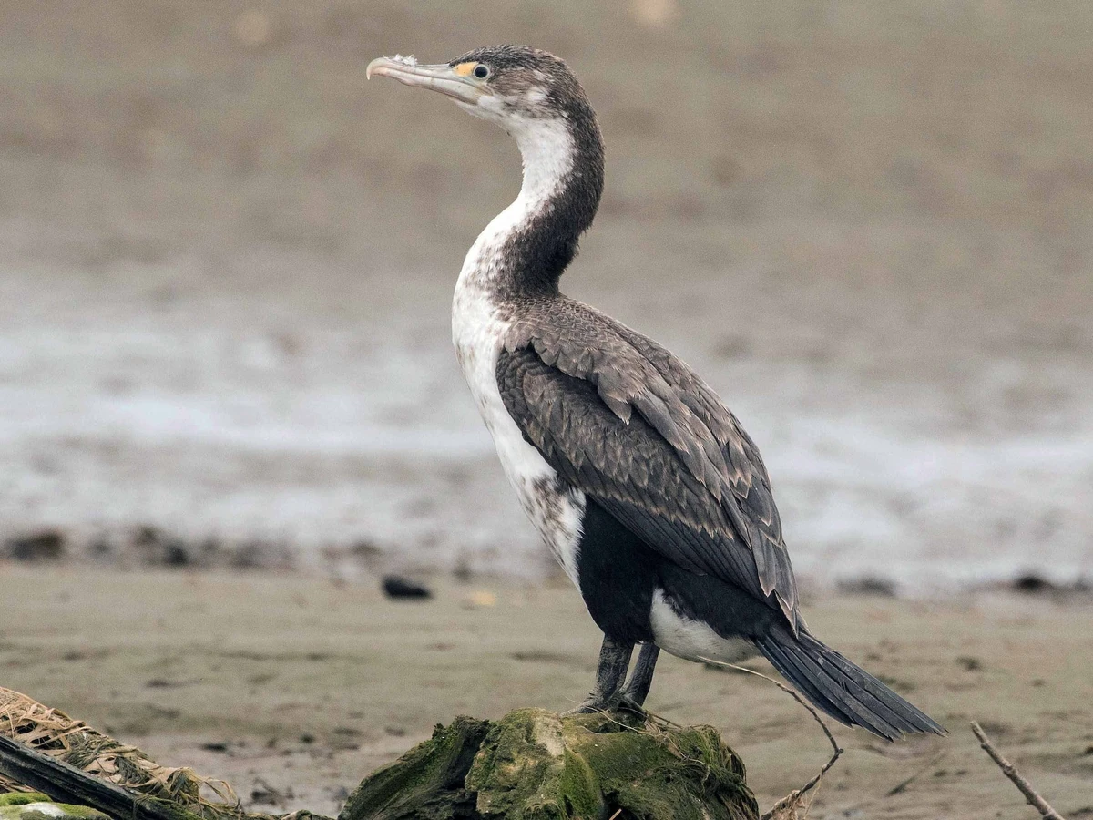 Australian Pied Cormorant | FictionRulezForever Wiki | Fandom