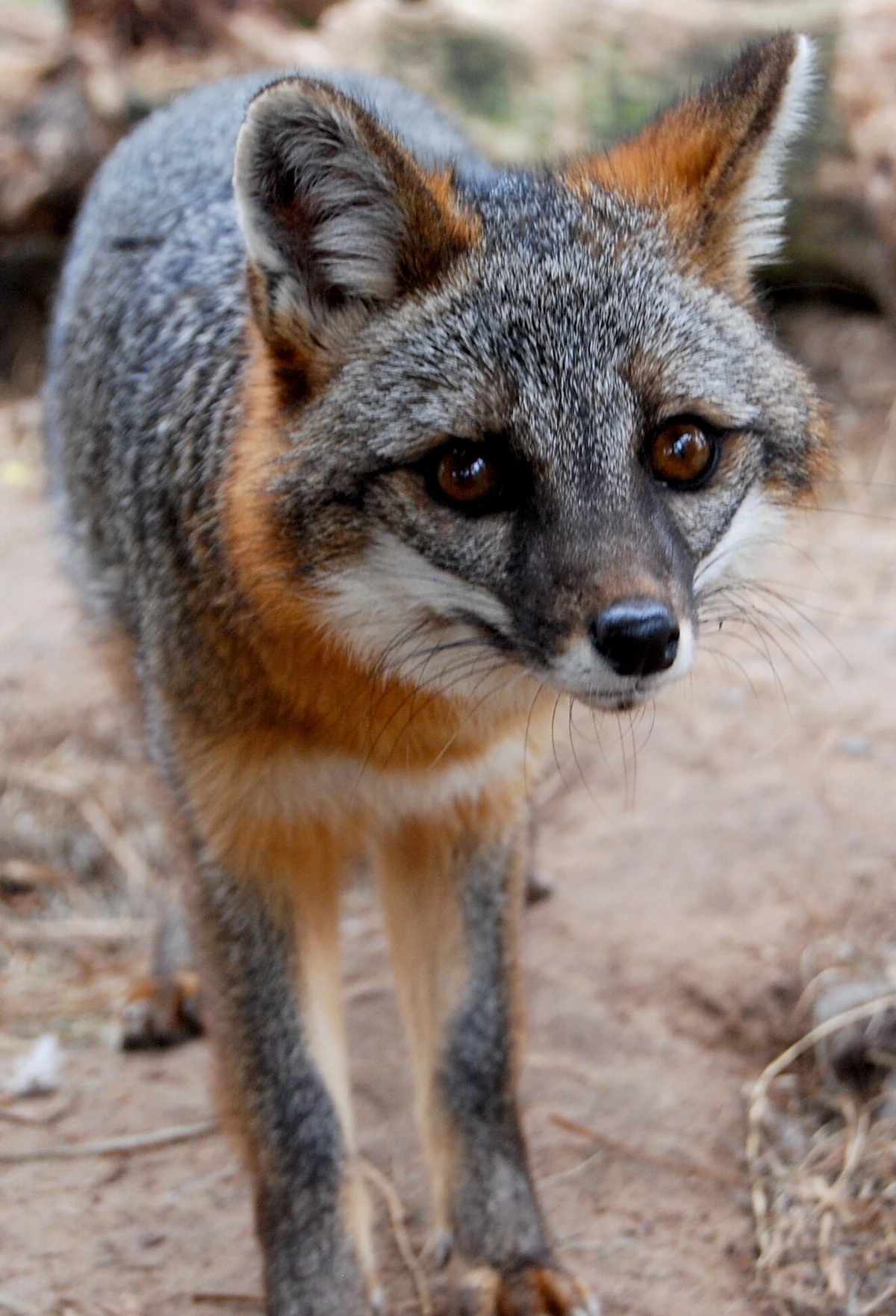 Grey Fox | FictionRulezForever Wiki | Fandom