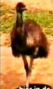 Emu | FictionRulezForever Wiki | Fandom
