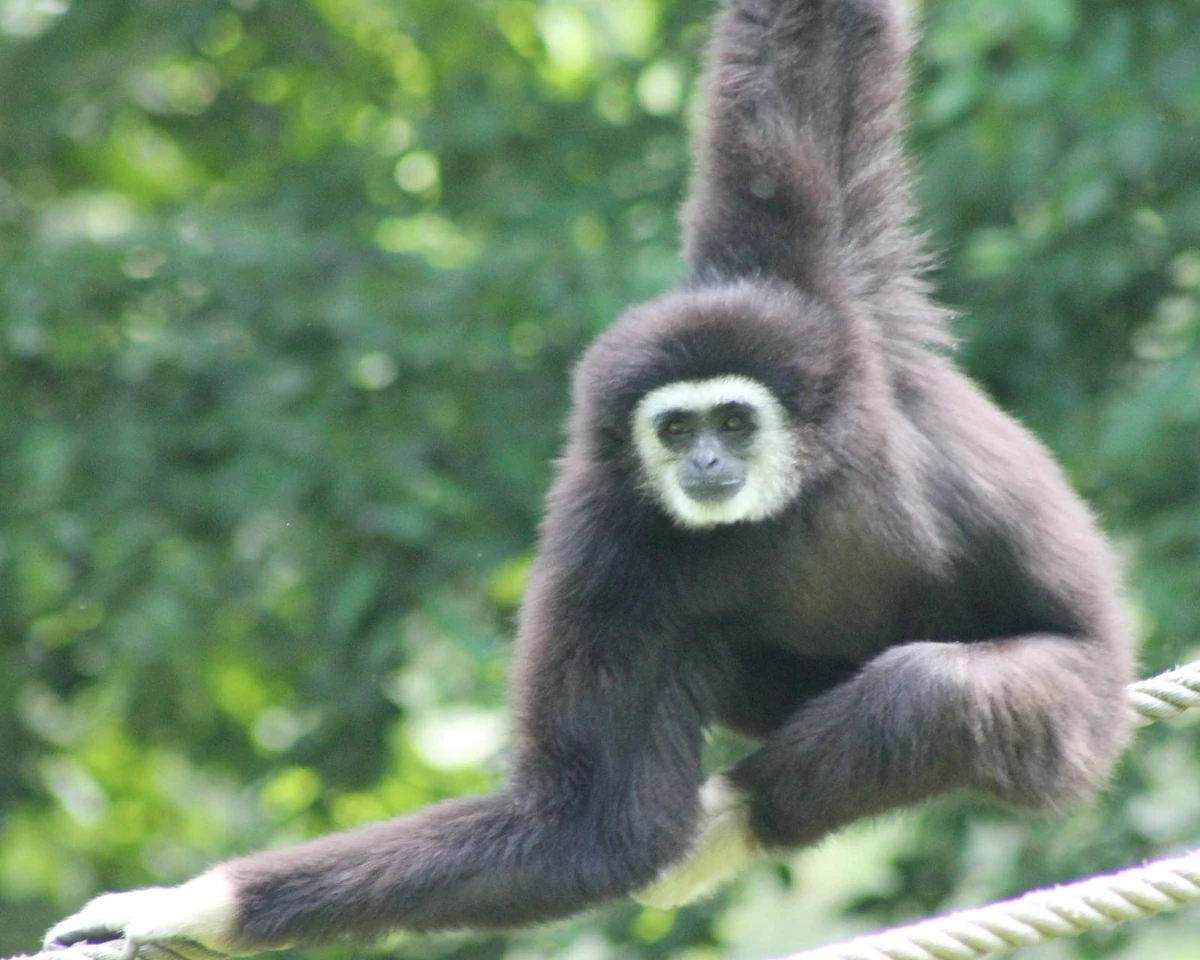 White-Handed Gibbon | FictionRulezForever Wiki | Fandom