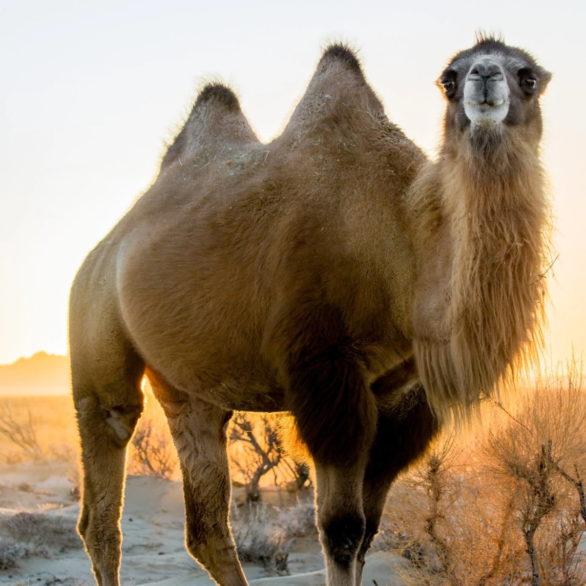 Bactrian Camel | FictionRulezForever Wiki | Fandom