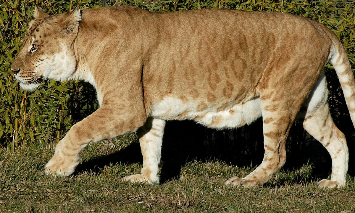 Tigon | FictionRulezForever Wiki | Fandom