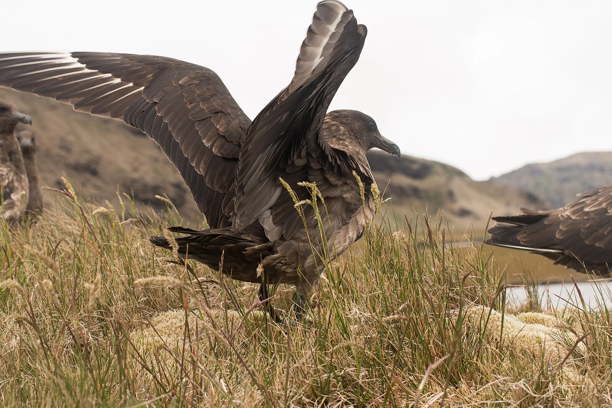 Brown Skua | FictionRulezForever Wiki | Fandom