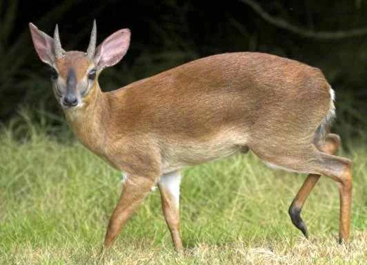 Suni | FictionRulezForever Wiki | Fandom