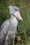Shoebill/Gallery | FictionRulezForever Wiki | Fandom