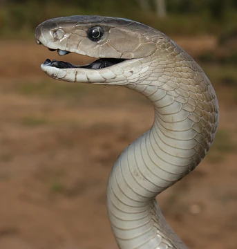 how to draw a black mamba snake step by step