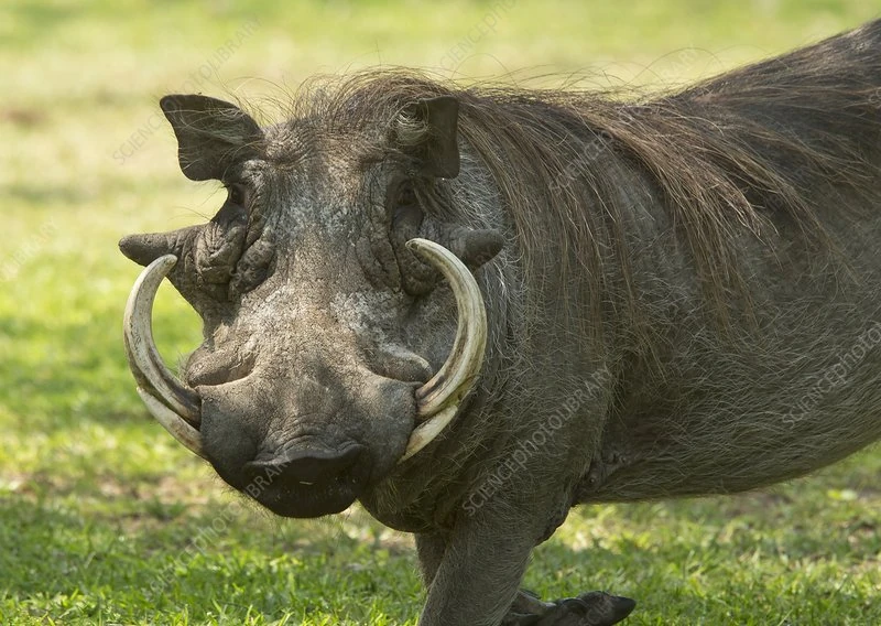 Common Warthog | FictionRulezForever Wiki | Fandom
