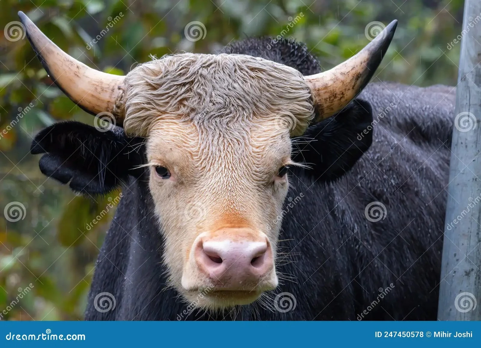 Gayal | FictionRulezForever Wiki | Fandom