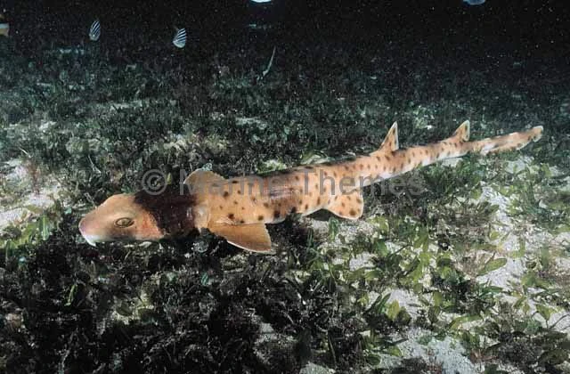 Collared Carpetshark | FictionRulezForever Wiki | Fandom