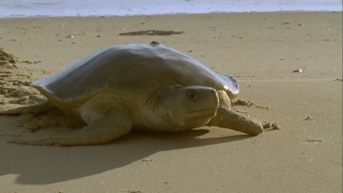 Flatback Sea Turtle | FictionRulezForever Wiki | Fandom