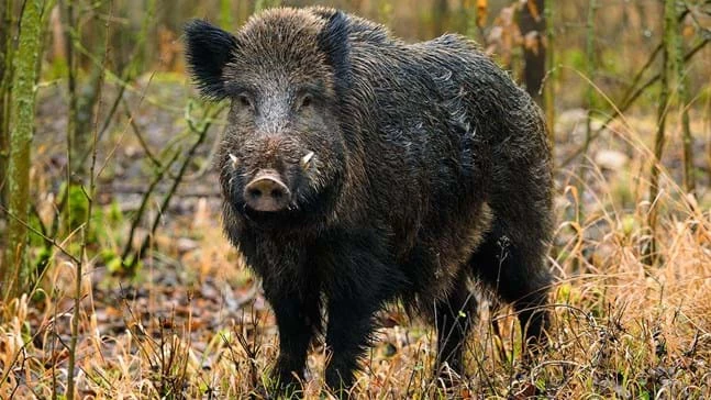 Wild Boar | FictionRulezForever Wiki | Fandom