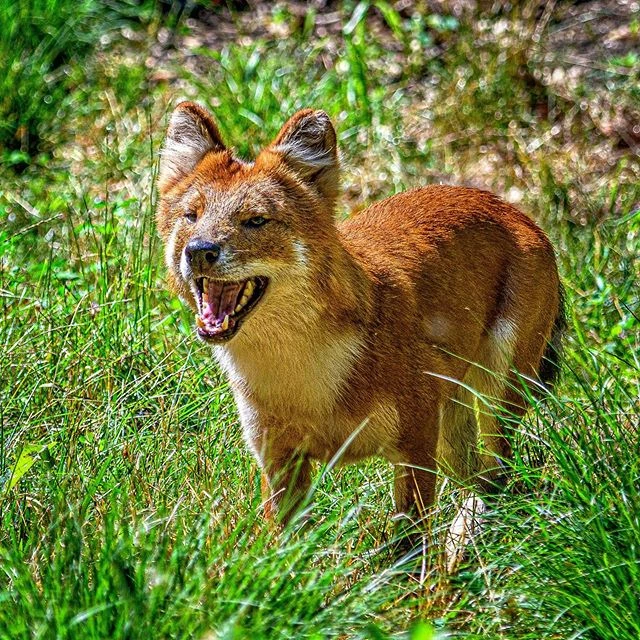 The Dhole and the Wolf | FictionRulezForever Wiki | Fandom