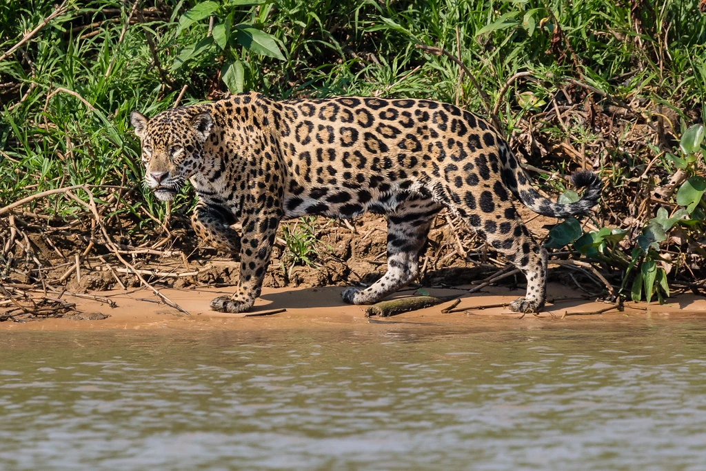 Brazilian Jaguar | FictionRulezForever Wiki | Fandom