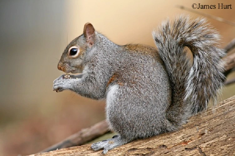 Eastern Grey Squirrel/Gallery | FictionRulezForever Wiki | Fandom