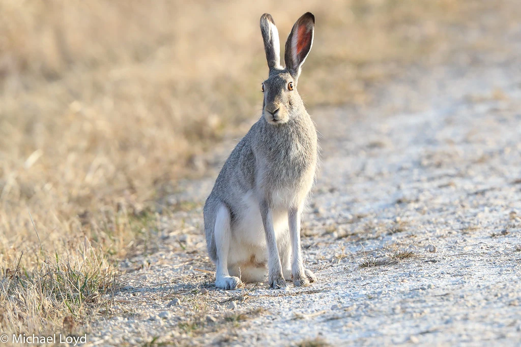 White-Tailed Jackrabbit | FictionRulezForever Wiki | Fandom