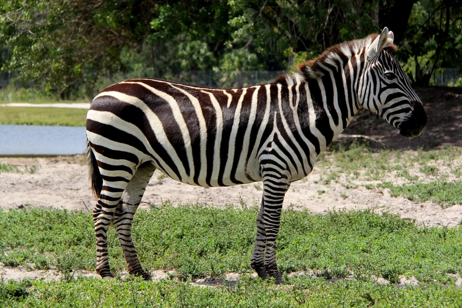 Grant's Zebra | FictionRulezForever Wiki | Fandom