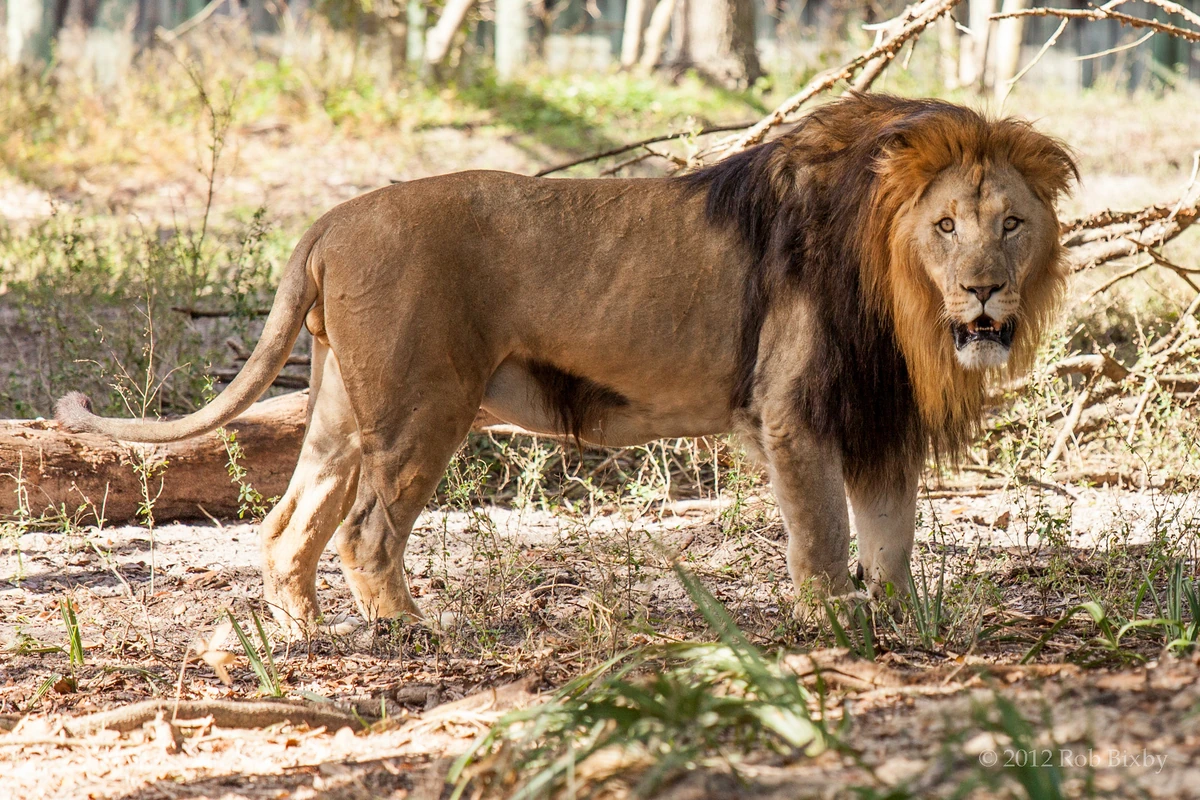 Felids vs. Canids | FictionRulezForever Wiki | Fandom